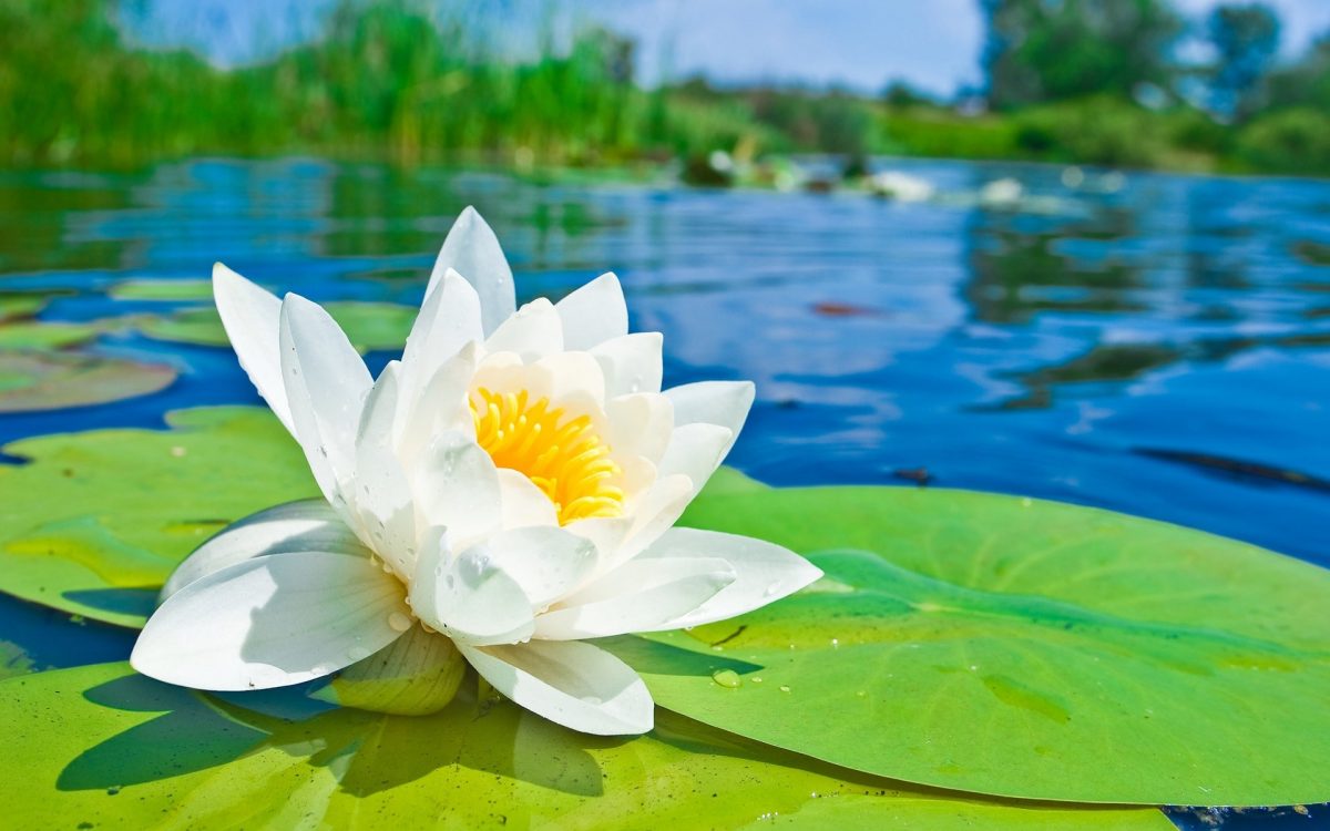 Lotus Flower Meaning and Symbolism - Mythologian Lotus Flower Meaning and Symbolism - Mythologian